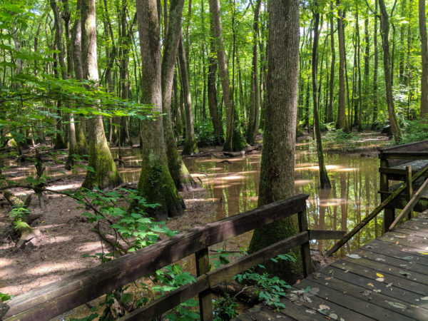 Beaverdam Swamp Boardwalk - Huntsville Adventurer